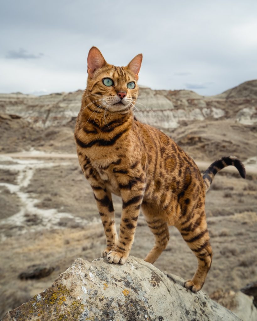 Primer vistazo: Animal Eye AF con el gato Suki | Sony | Alpha Universe